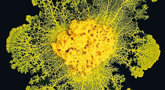 Big Blob Record ou record du monde du Blob le plus long ...